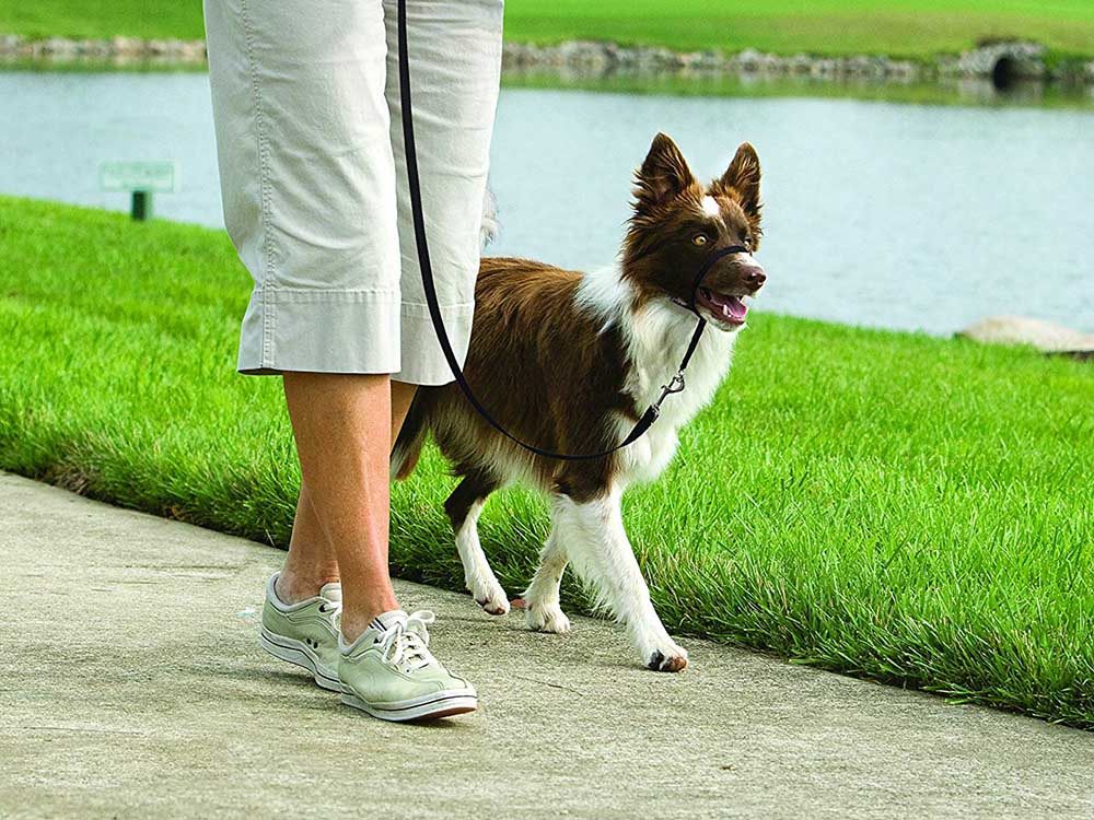 Dog Head Collar – golly.co.nz